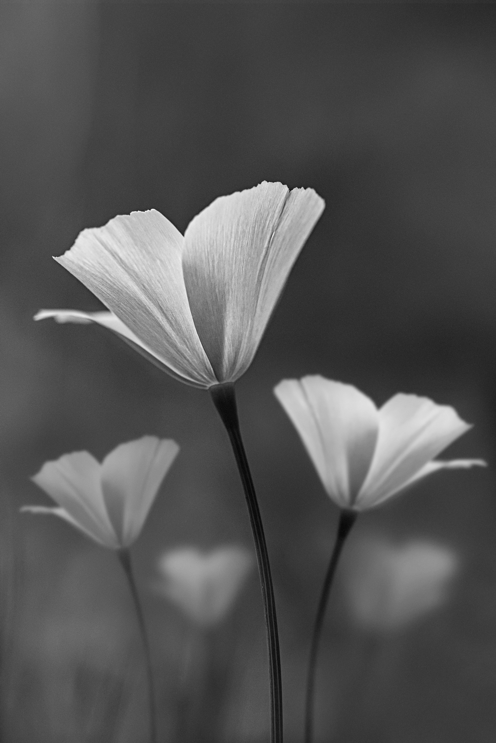 Tufted Poppy (Eschscholzia caespitosa) in black and white – It is all ...