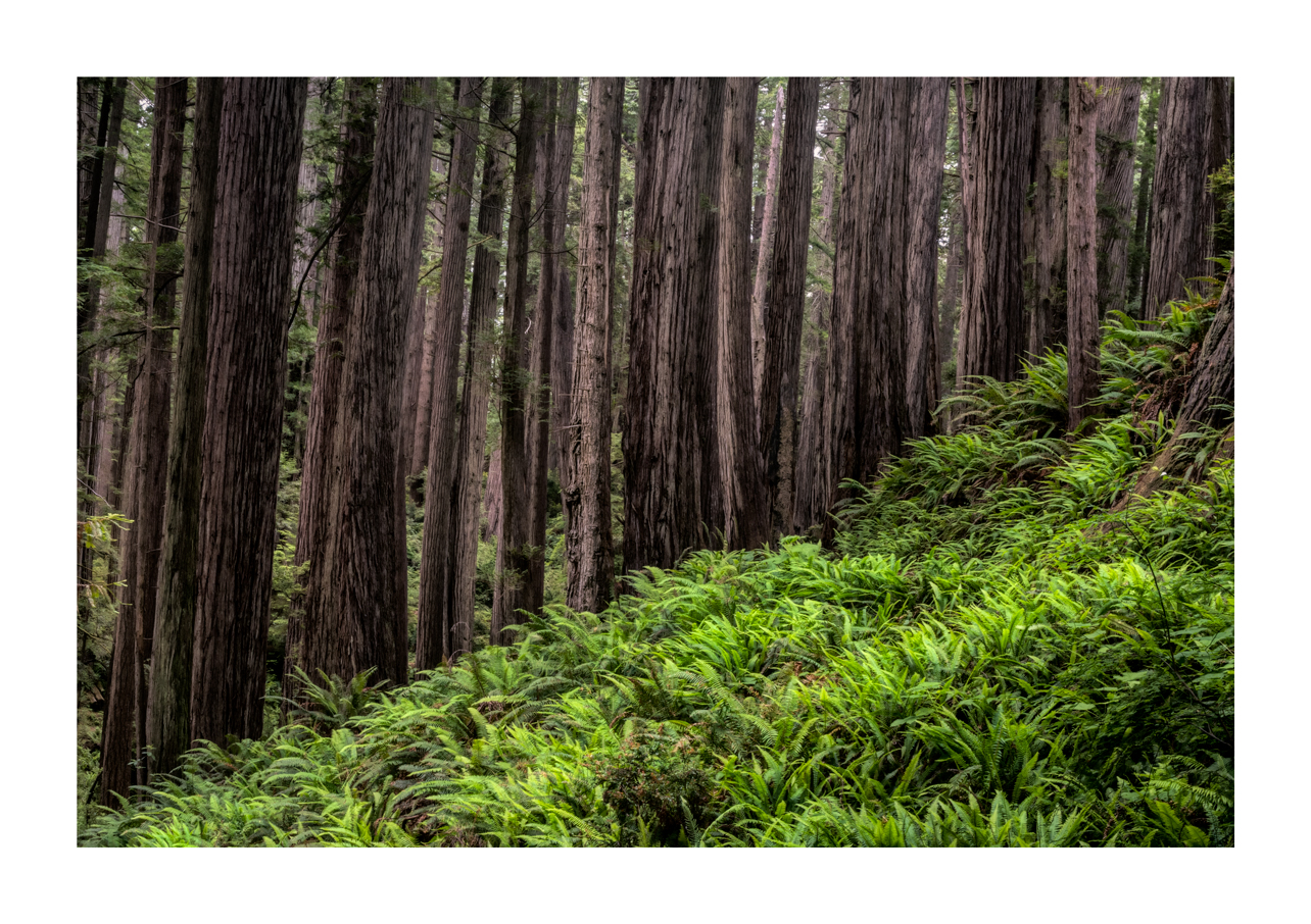 Humboldt County Redwoods and Fern – It is all about the light