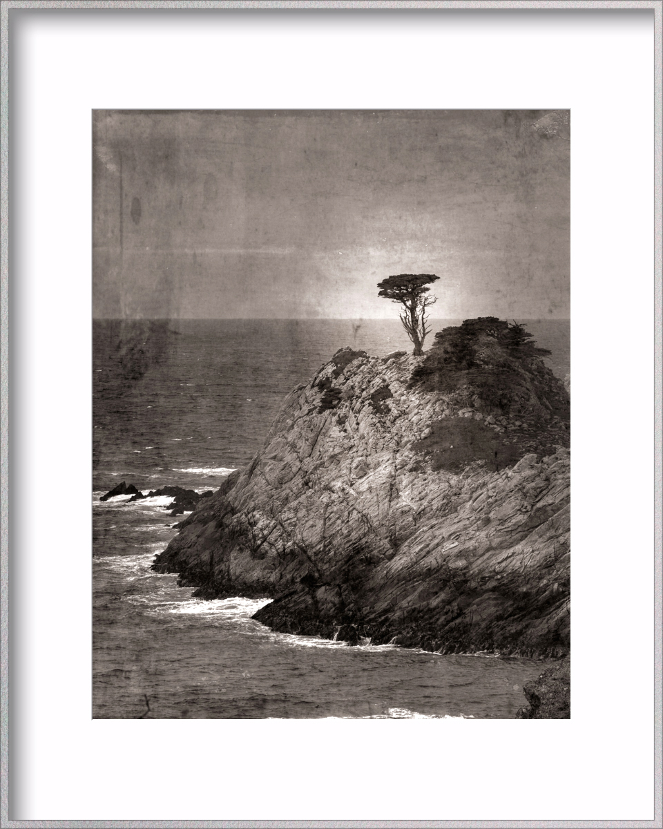 Monterey Trees, part two- resilience – It is all about the light