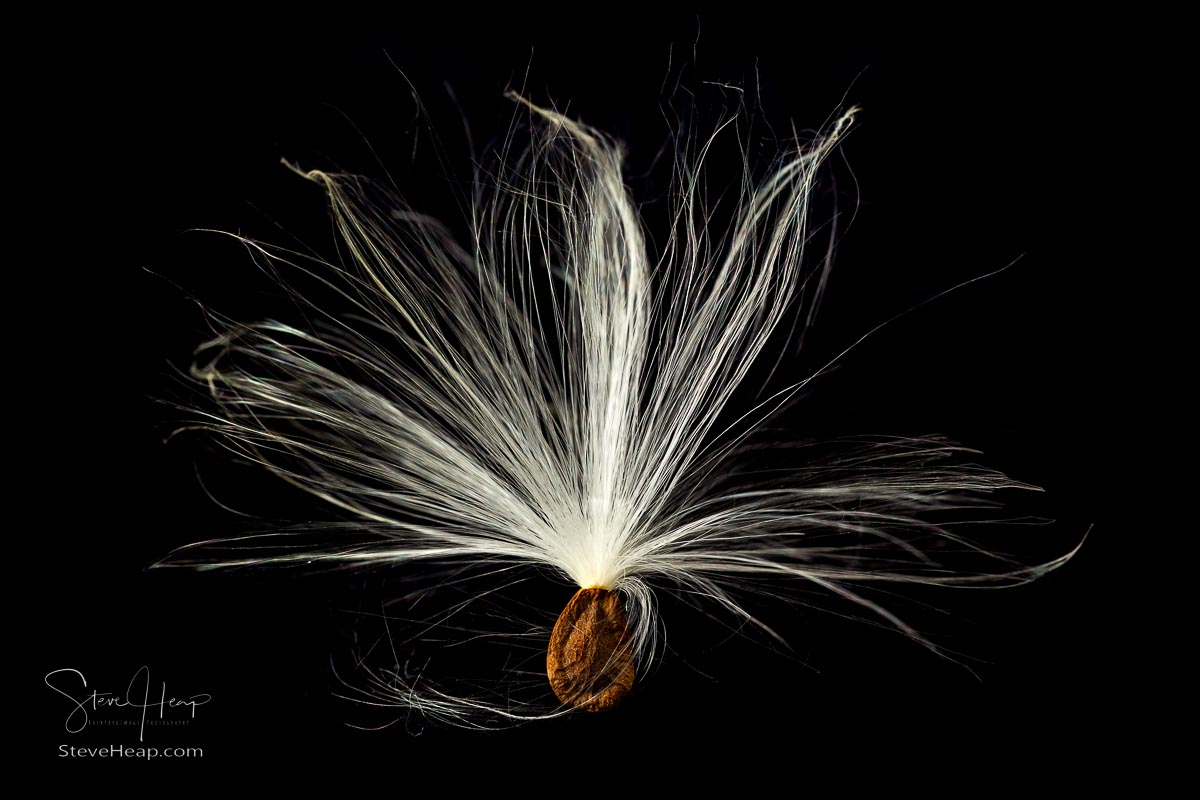 Swamp Milkweed seed pods – the engineer’s approach – It is all about ...