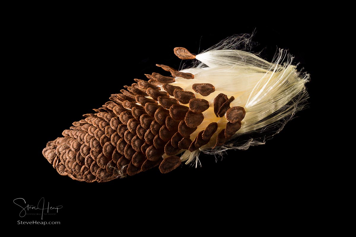 Swamp Milkweed seed pods – the engineer’s approach – It is all about ...