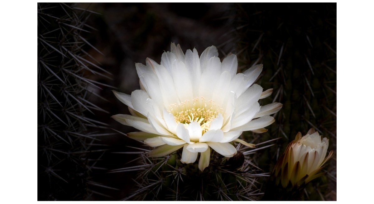 The most delicate flower grows amongst the sharpest spines – Echinopsis ...