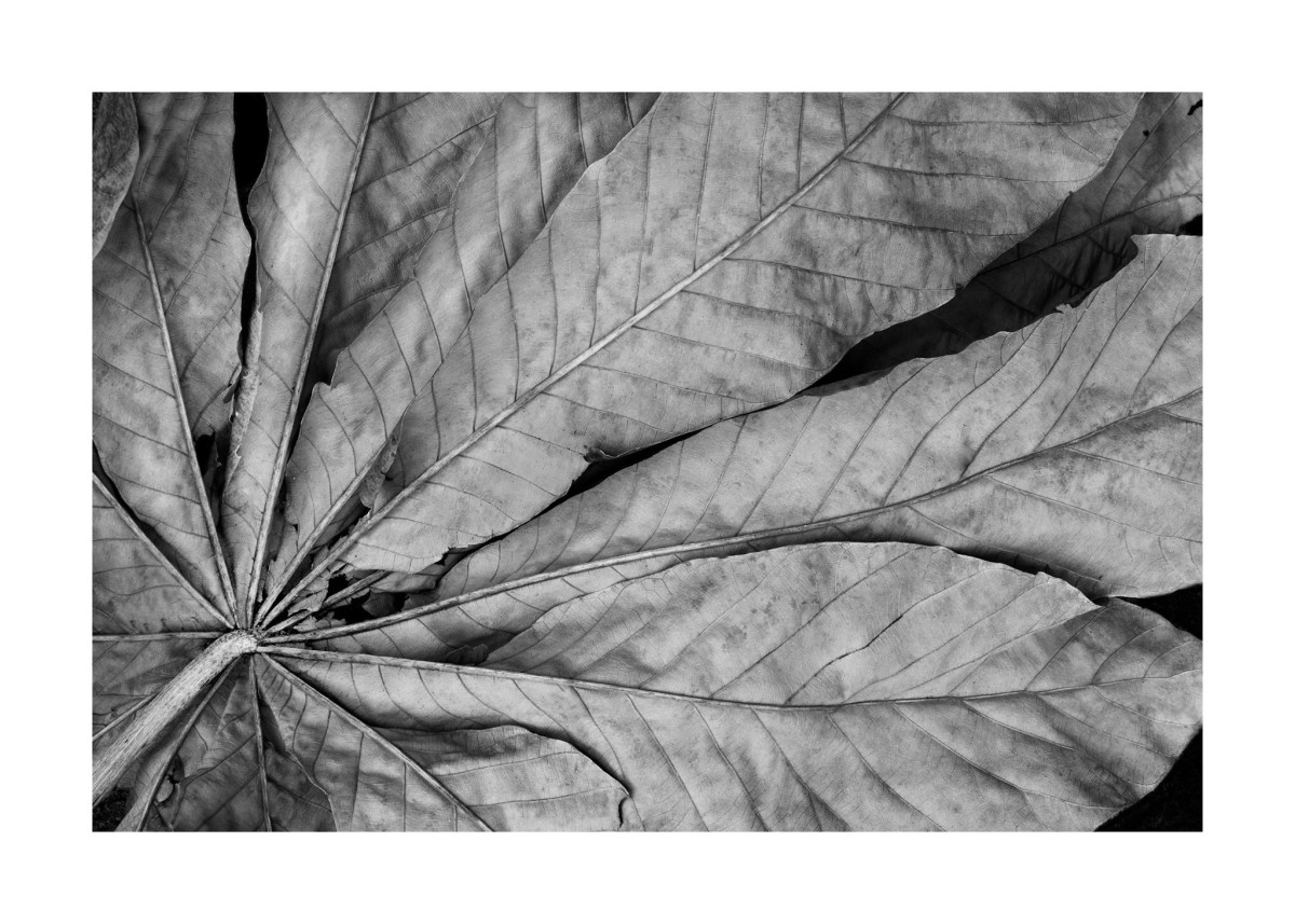 Celebrating “Fascination of Plants Day”: Another view of the dry leaf ...