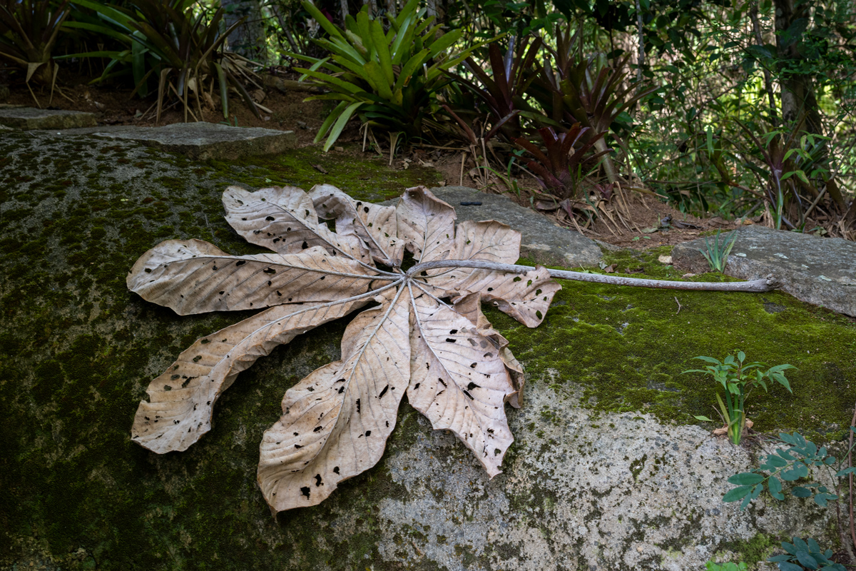 Celebrating “Fascination of Plants Day”: Another view of the dry leaf ...