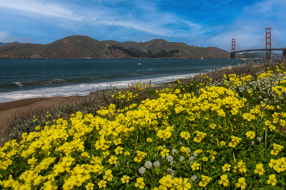 Wood-sorrel season – Bay Area’s marvelous yellow spring – It is all ...