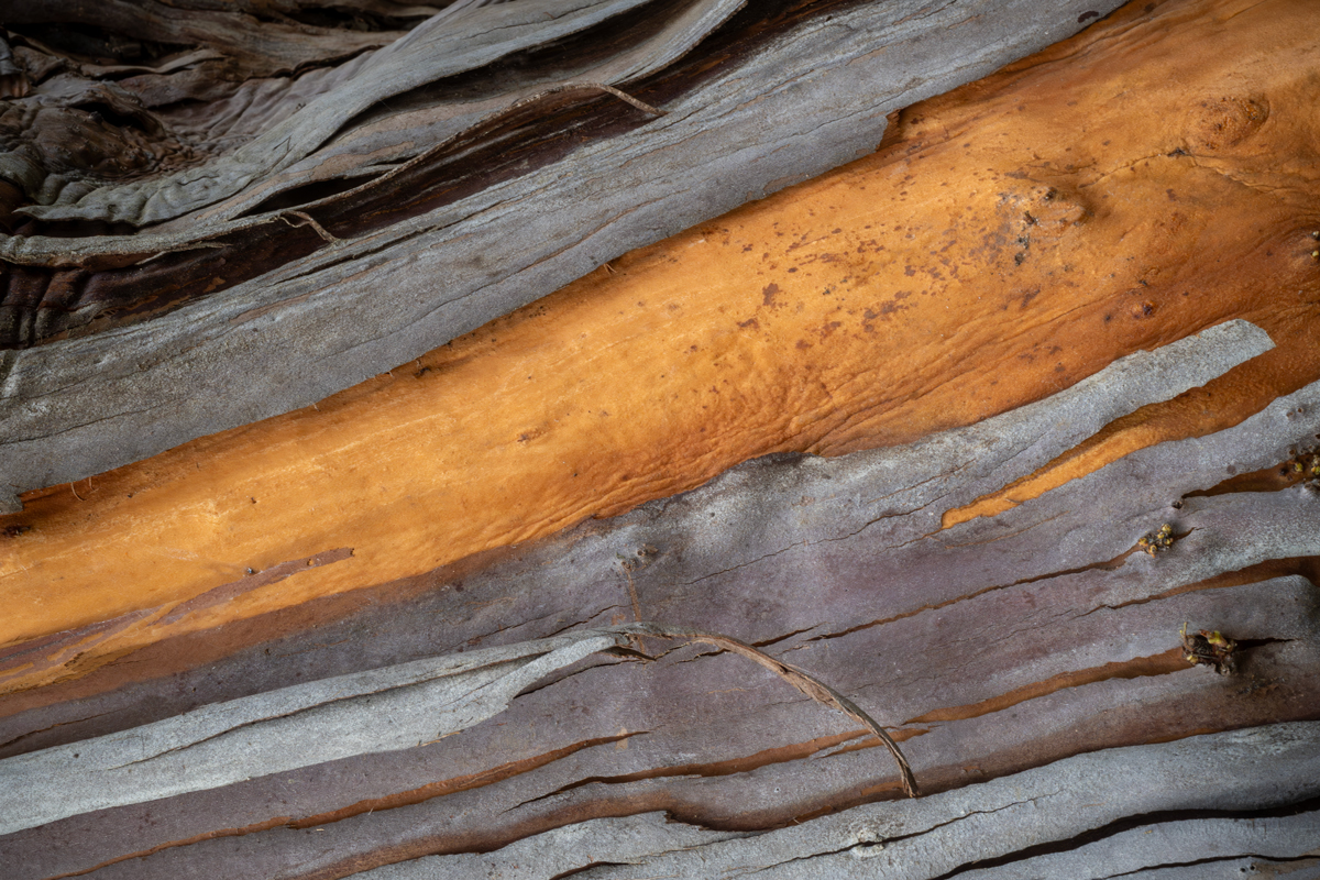 Natural Patterns in color: The Captivating Madrone Bark – It is all ...