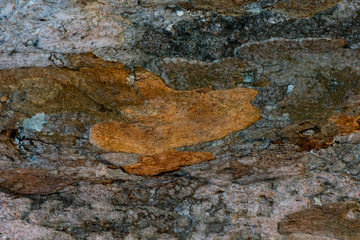 Another natural pattern in color- Pau-Brasil: The Tree That Shaped a ...