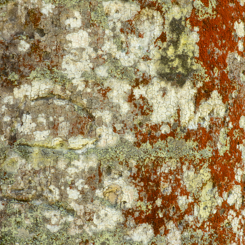 Natural Patterns in color: The Captivating Palm Tree Bark in the ...