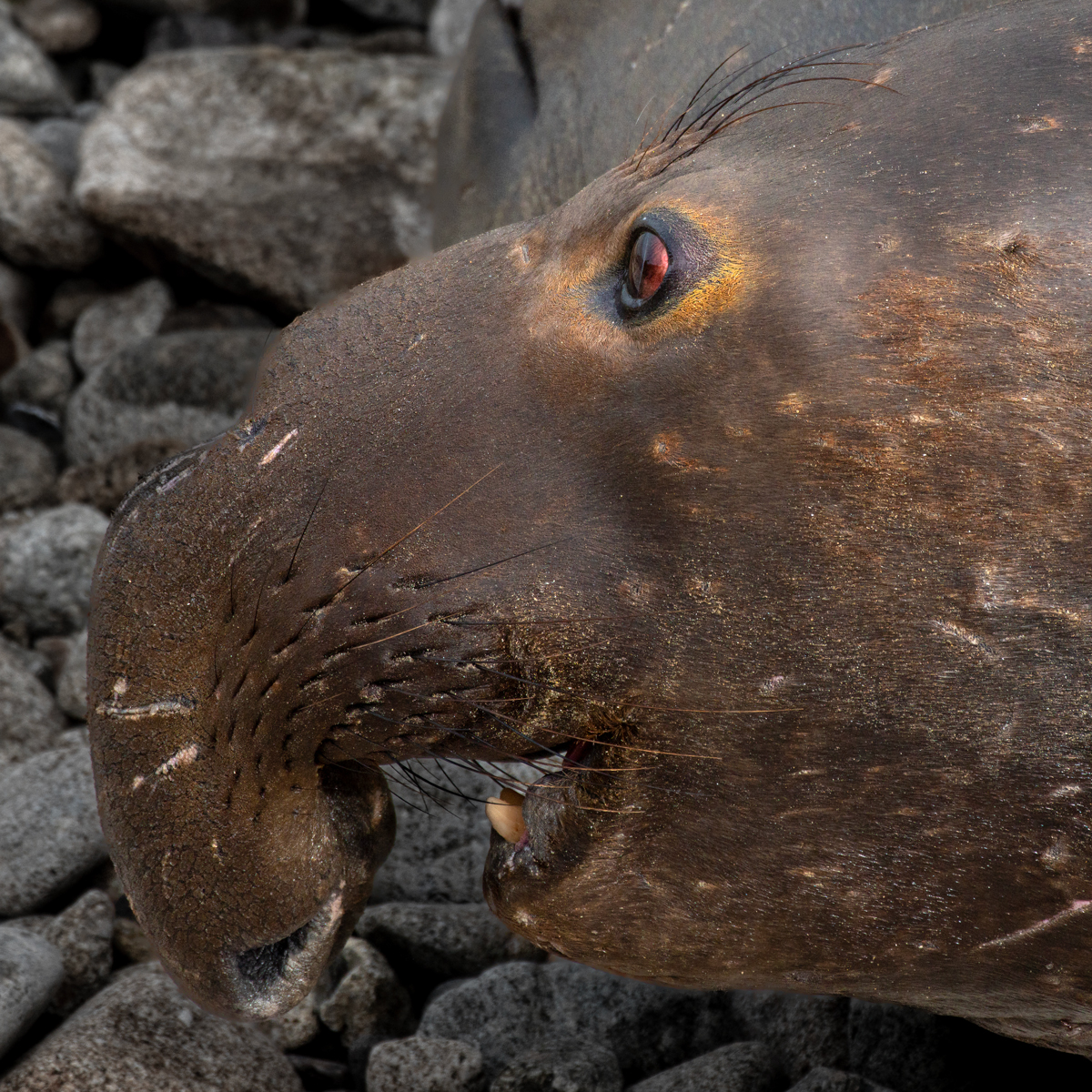 Capturing the Wild: Photographing Elephant Seals at Point Reyes ...