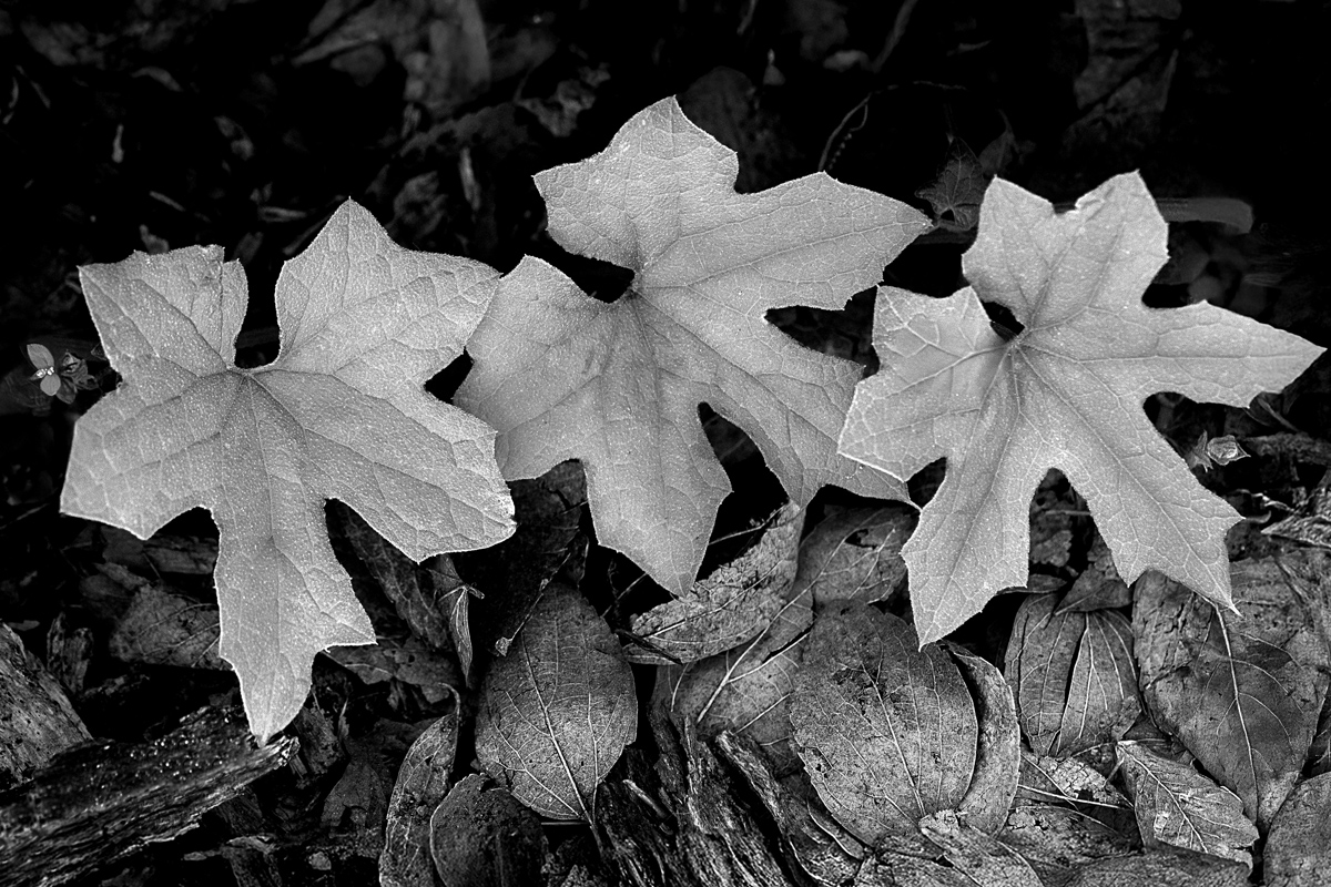 Photographing the exquisite Looping Vine Tendril- part 2 – It is all ...