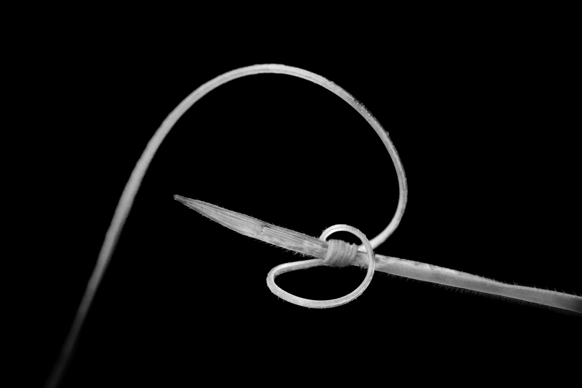 Photographing the exquisite Looping Vine Tendril – It is all about the ...