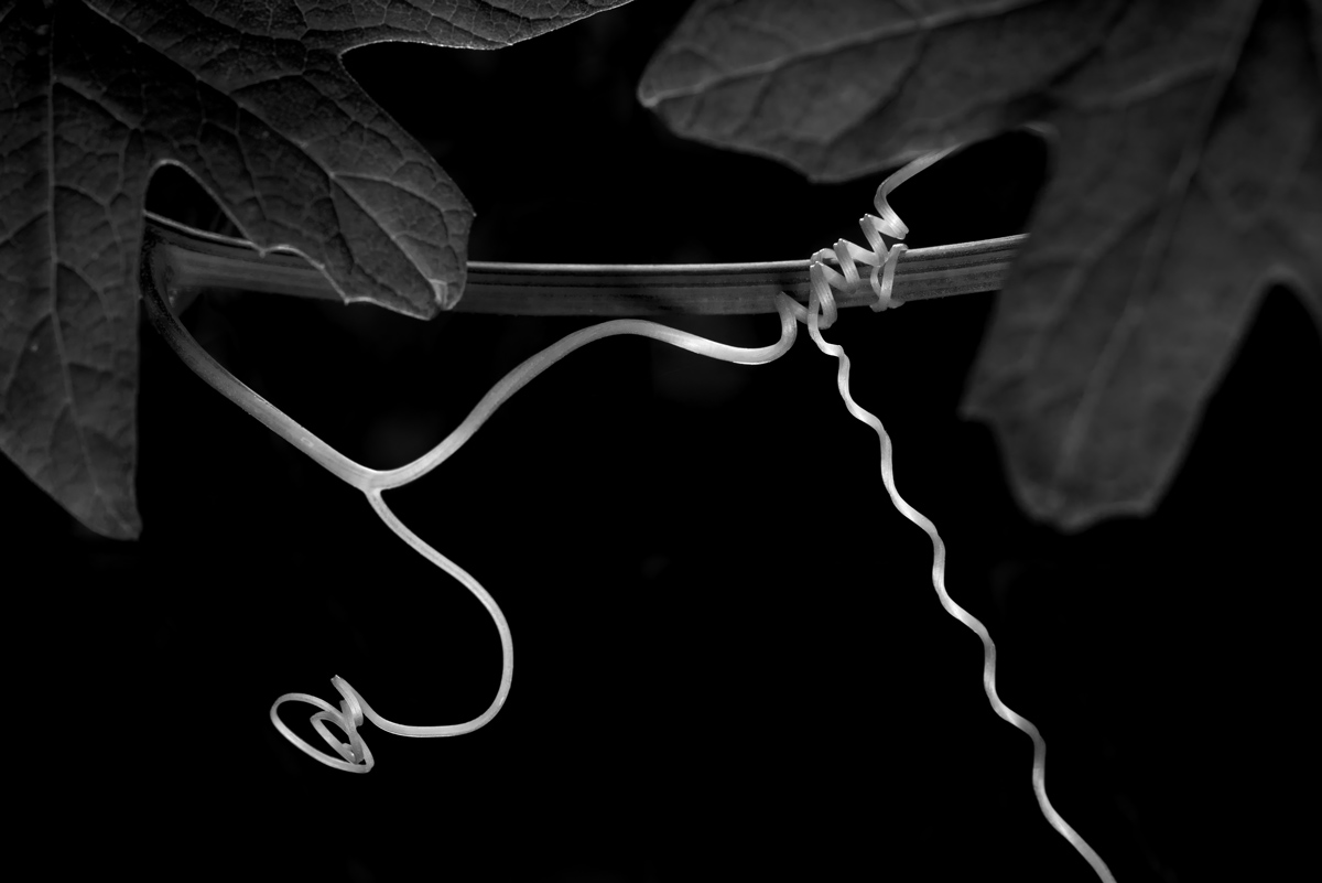 Photographing the exquisite Looping Vine Tendril- part 3 – It is all ...