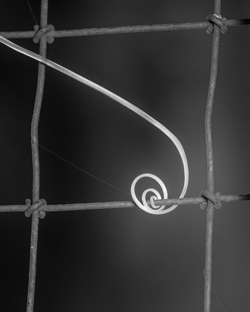 Photographing the exquisite Looping Vine Tendril- part 4 – It is all ...
