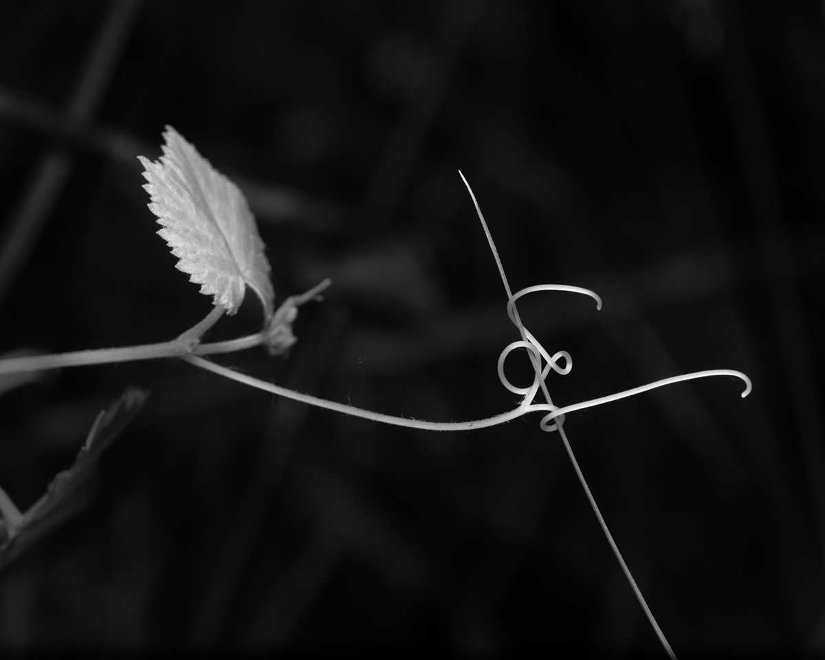 Photographing through the grapevine – another Tendril- part 6 – It is ...